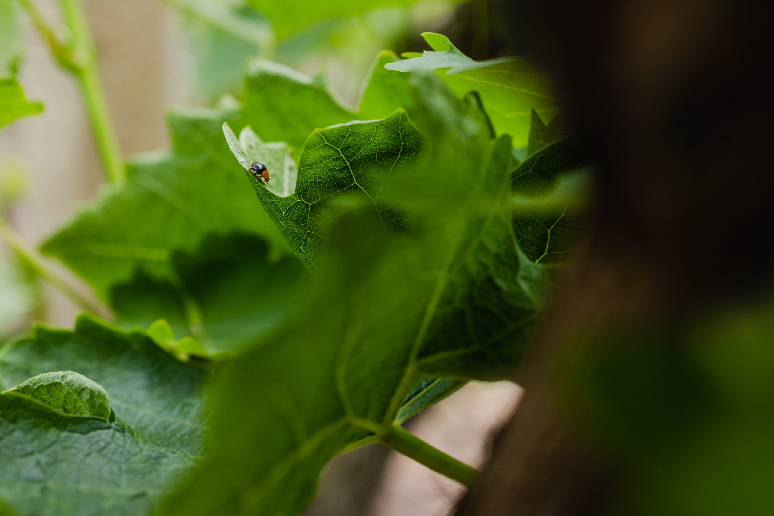 Bioplus e gli insetti utili nella lotta biologica - Bio Plus